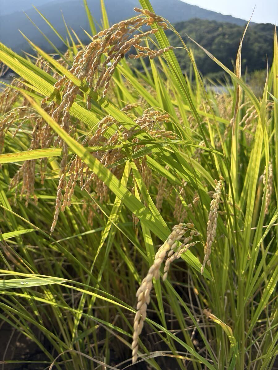 農家直送 令和7年度産 あきたこまち 玄米 10kg｜Yahoo!フリマ（旧PayPayフリマ）