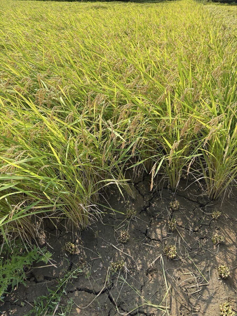 農家直送 令和7年度産 あきたこまち 玄米 10kg｜Yahoo!フリマ（旧PayPayフリマ）