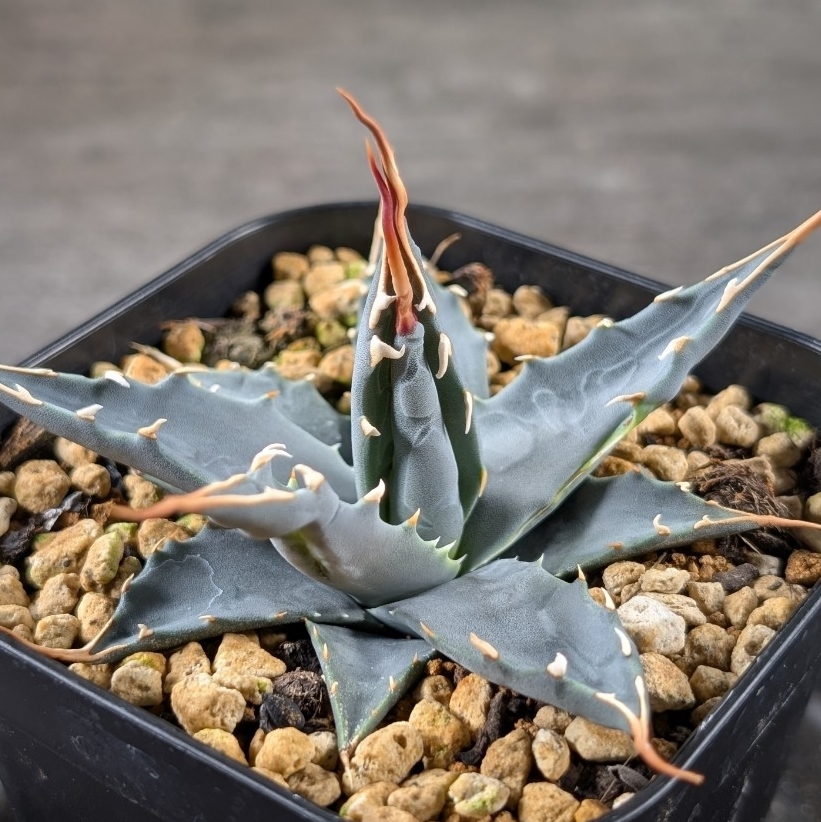 Yahoo!オークション - 現品A174 アガベ エボリスピナ実生 ユタエンシス...