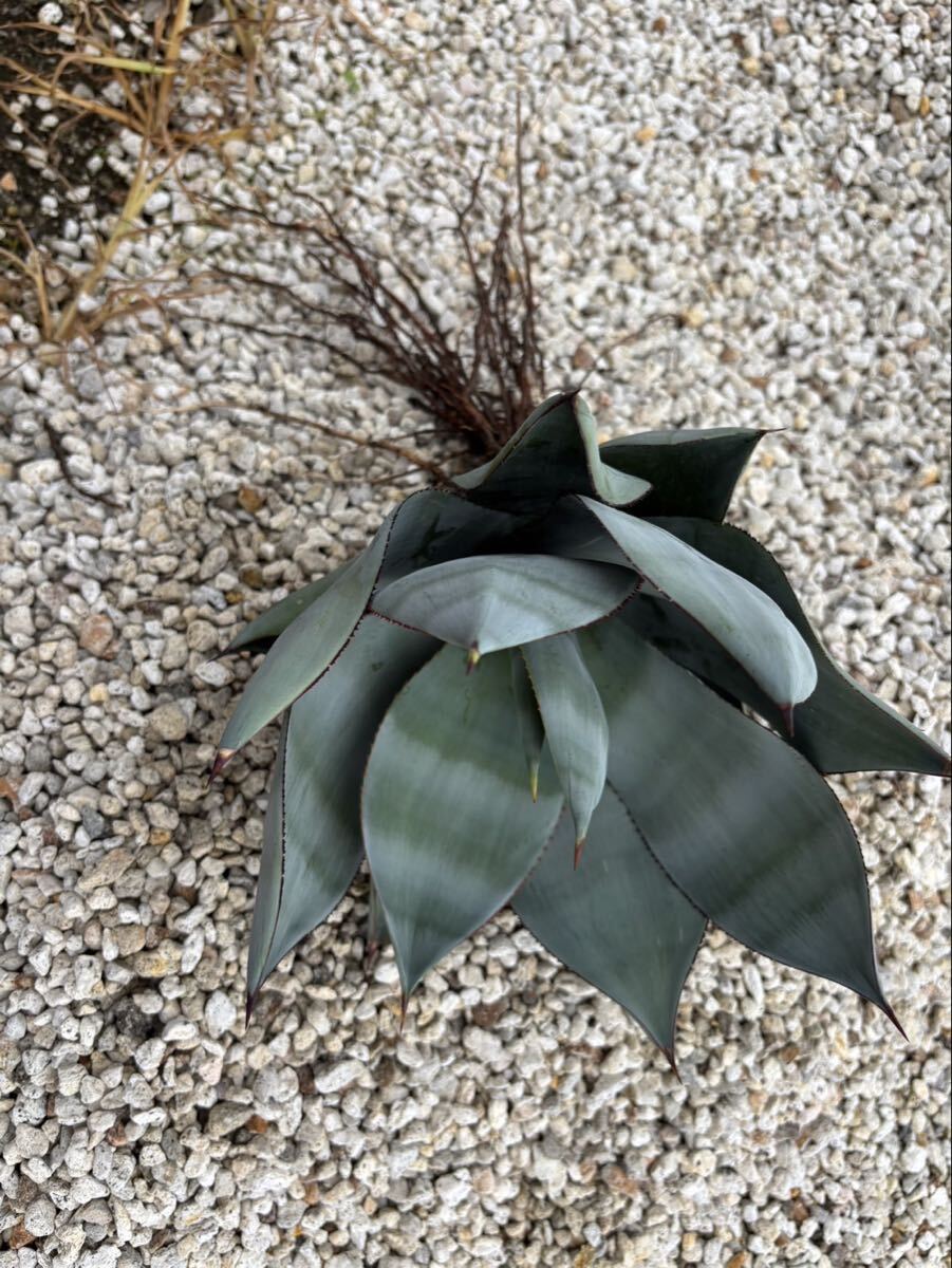 Yahoo!オークション - アガベ セルシーノヴァ セルシーノバ 選抜株Agav...