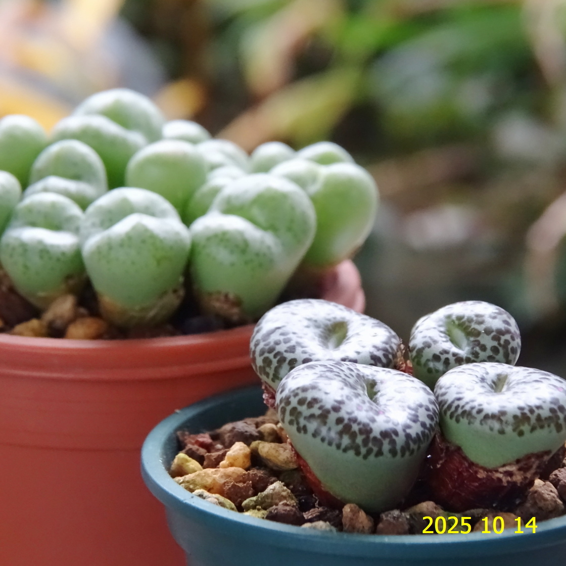 Yahoo!オークション - G387 コノフィツム2種セット【 右近 と スタイ...