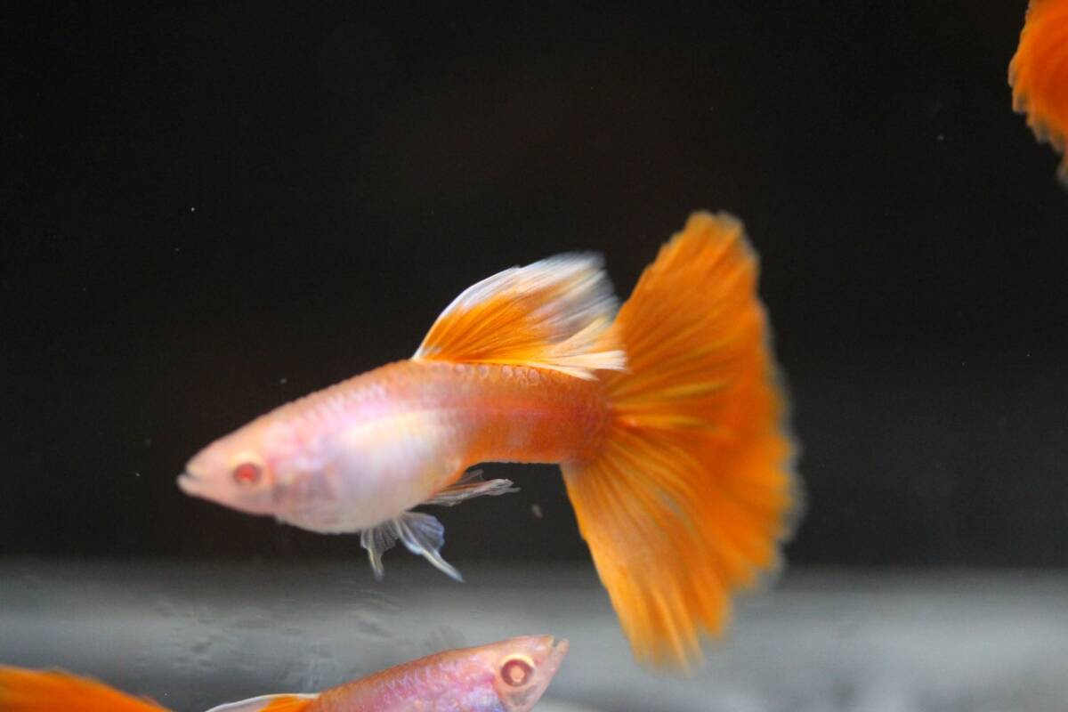 Yahoo!オークション - 【YMG】 25004 RREAレッドターザン 3ペア