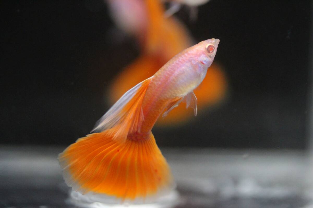 Yahoo!オークション - 【YMG】 25004 RREAレッドターザン 3ペア