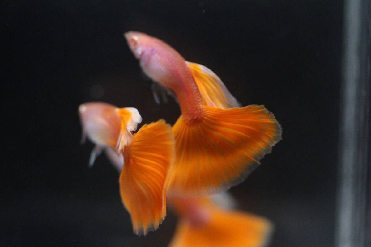 Yahoo!オークション - 【YMG】 25004 RREAレッドターザン 3ペア