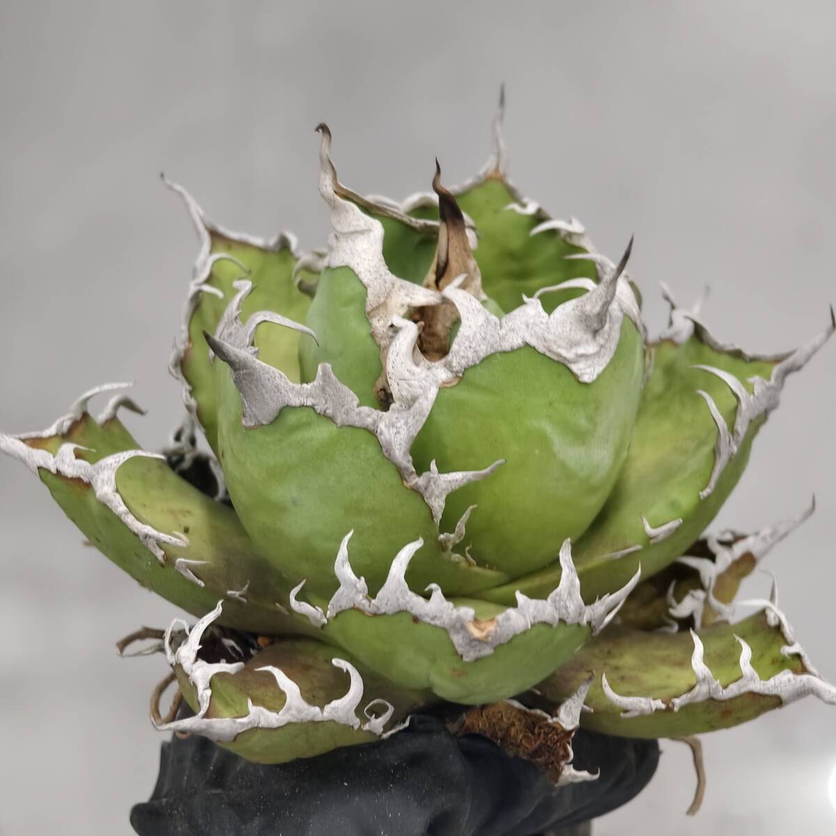 Yahoo!オークション - x698アガベ チタノタ 狂刺" 白嵐" 超絶狂...