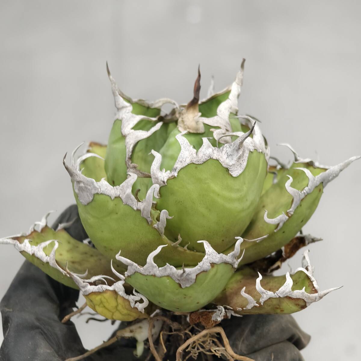 Yahoo!オークション - x698アガベ チタノタ 狂刺" 白嵐" 超絶狂...