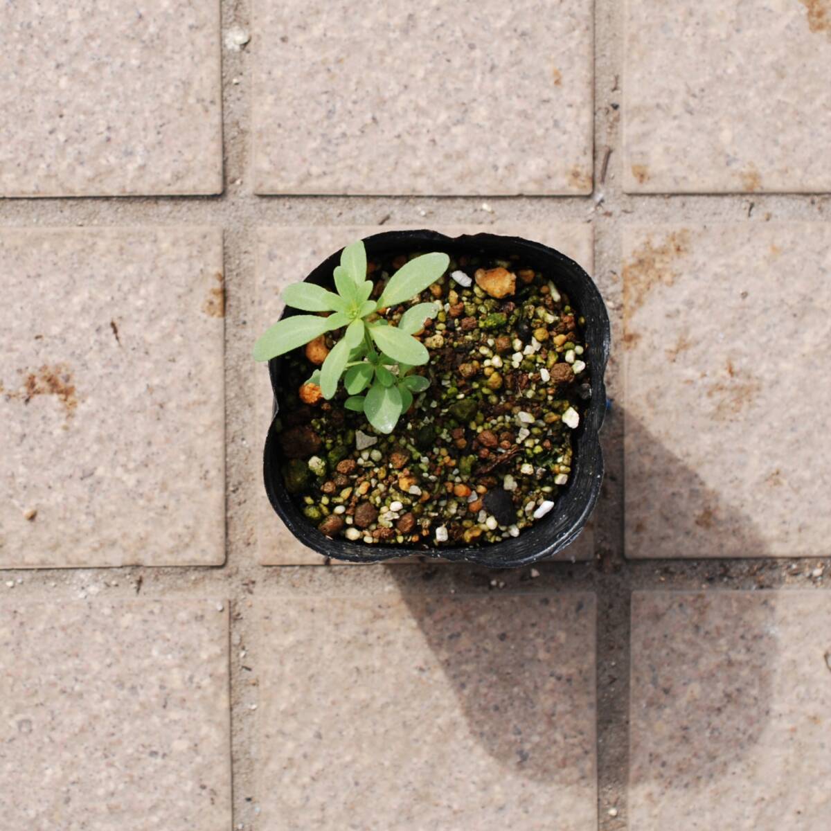 Yahoo!オークション - アスペルラ オリエンタリス 一二年草 宿根草 山...