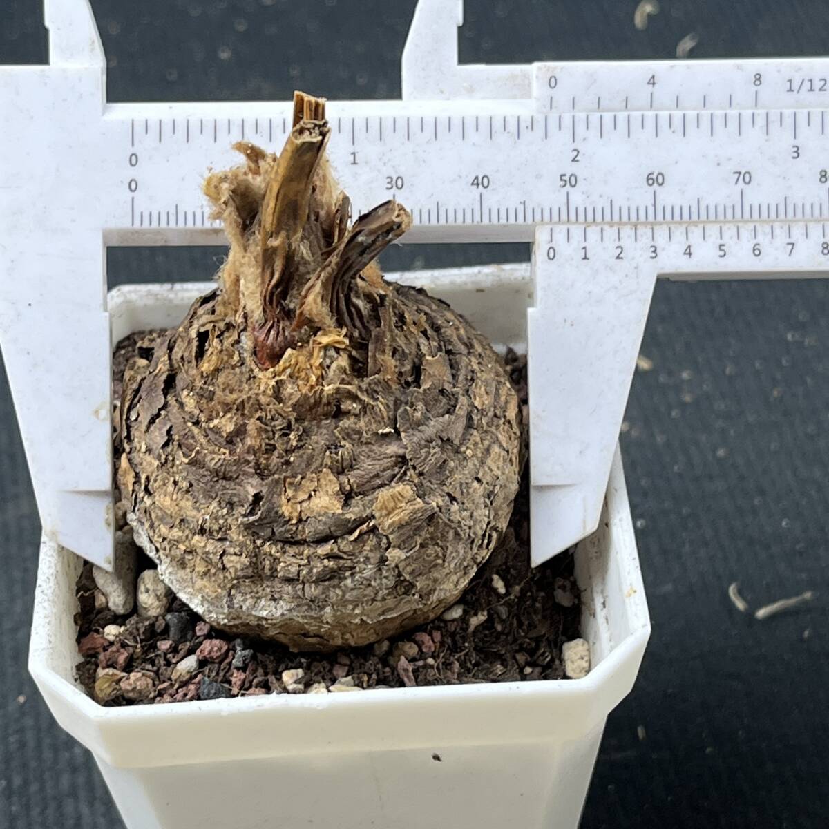 Yahoo!オークション - W23サイカス(ソテツ属）sp．‘タイシルバー 銀...