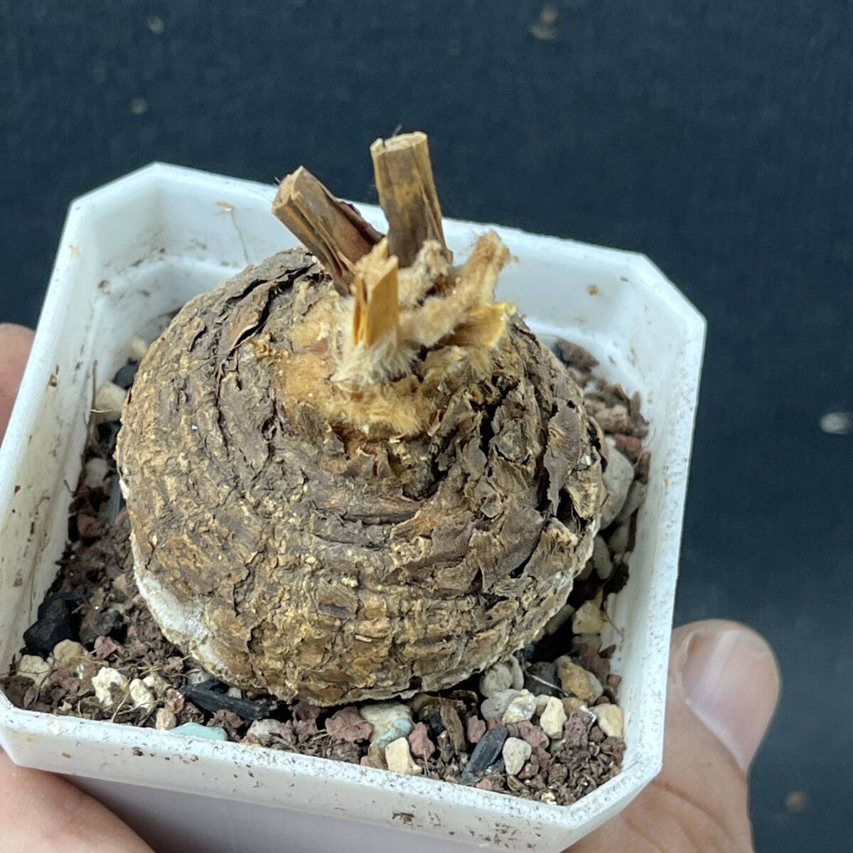 Yahoo!オークション - W23サイカス(ソテツ属）sp．‘タイシルバー 銀...