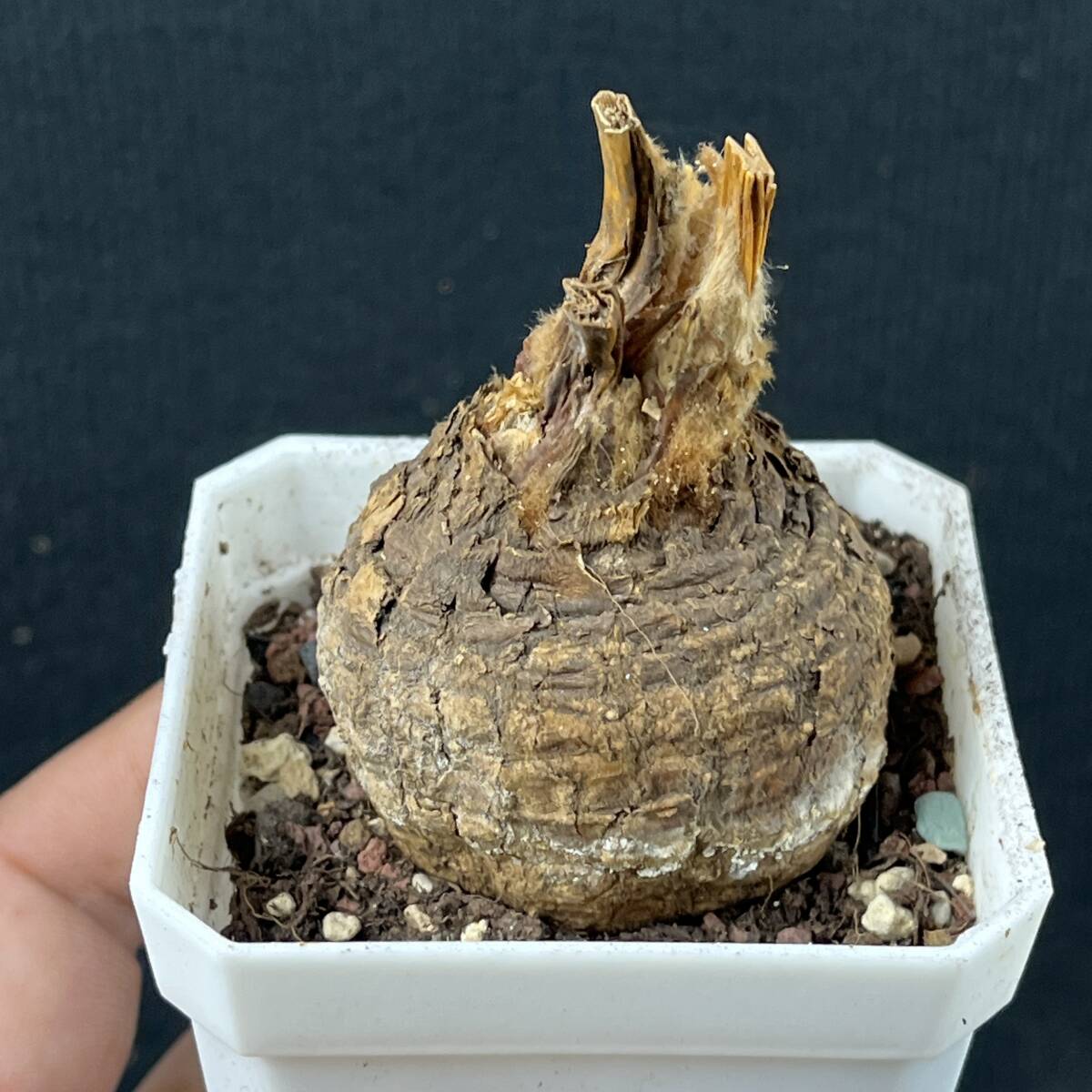 Yahoo!オークション - W23サイカス(ソテツ属）sp．‘タイシルバー 銀...