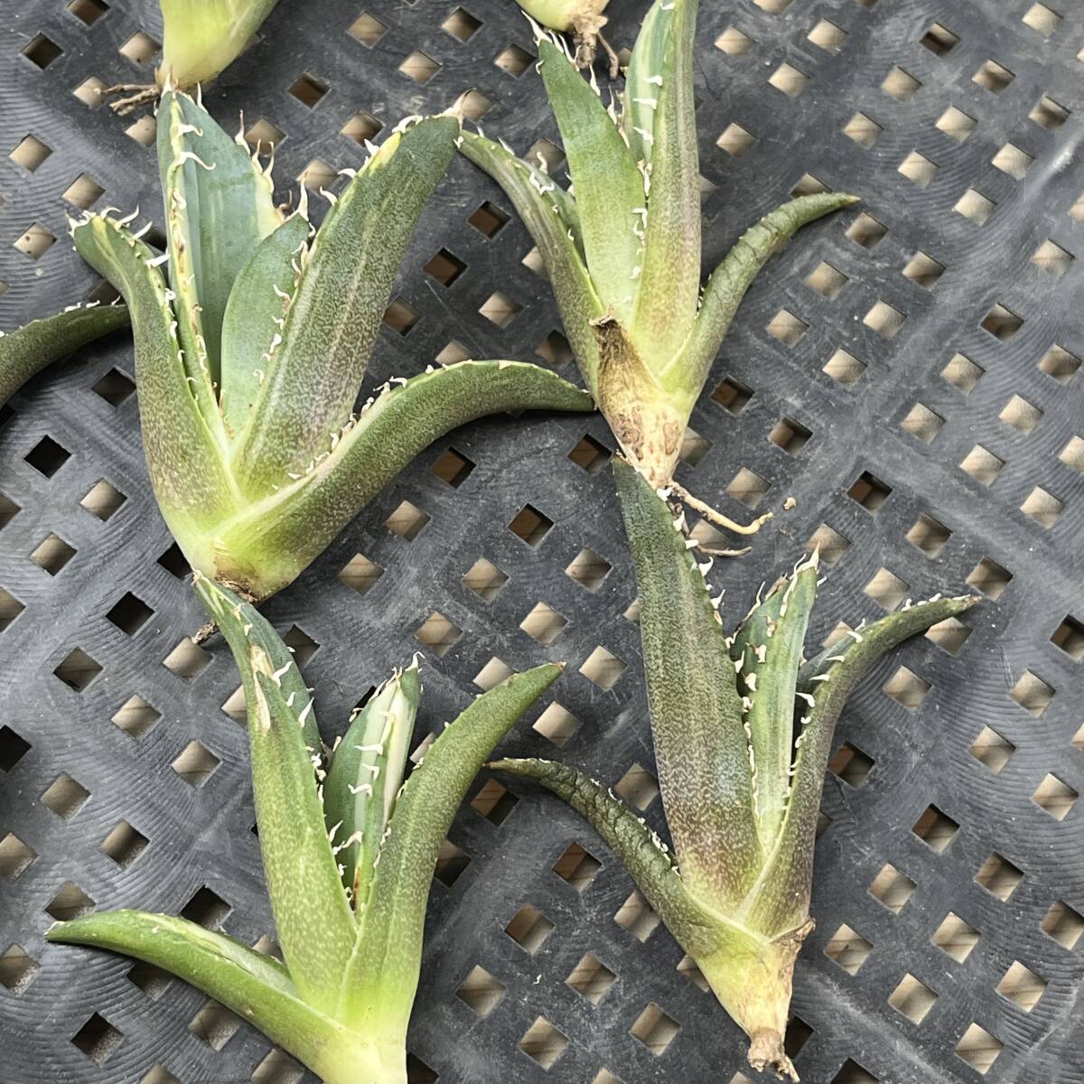 Yahoo!オークション - W30多肉植物 アガベ チタノタ 白鯨錦 縞斑錦 精...