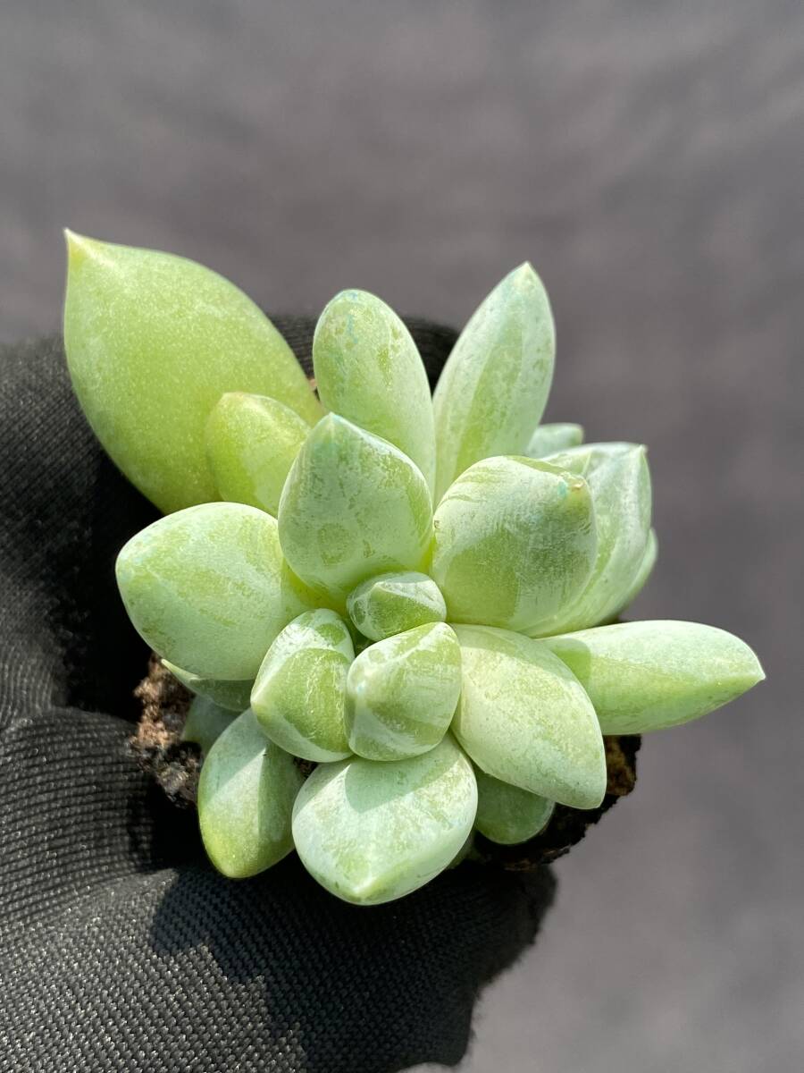 K136 ウラクラ 105苗多肉植物 エケベリア サボテン 観葉植物 花 園芸 レア種 土と根付き(中古)のオークション落札情報