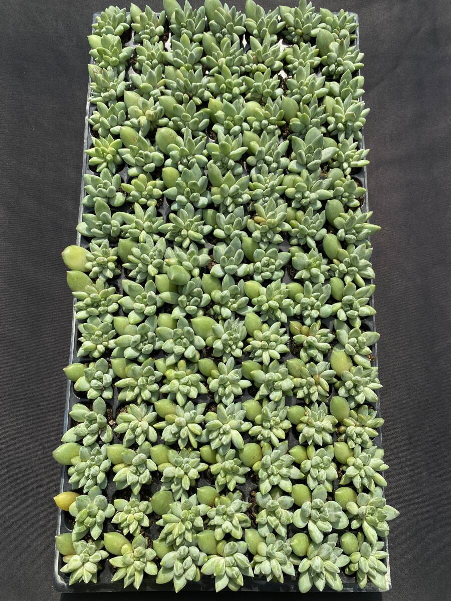 K136 ウラクラ 105苗多肉植物 エケベリア サボテン 観葉植物 花 園芸 レア種 土と根付き(中古)のオークション落札情報