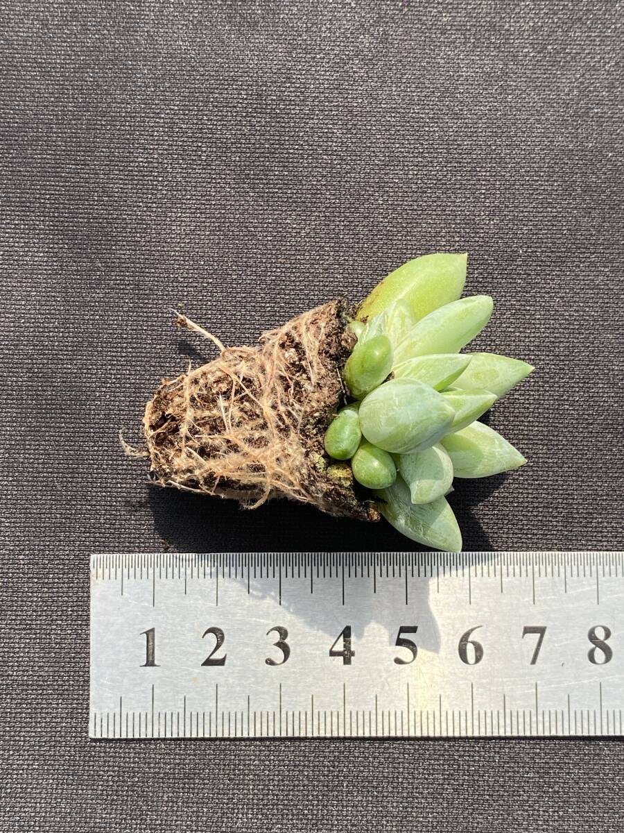 K136 ウラクラ 105苗多肉植物 エケベリア サボテン 観葉植物 花 園芸 レア種 土と根付き(中古)のオークション落札情報