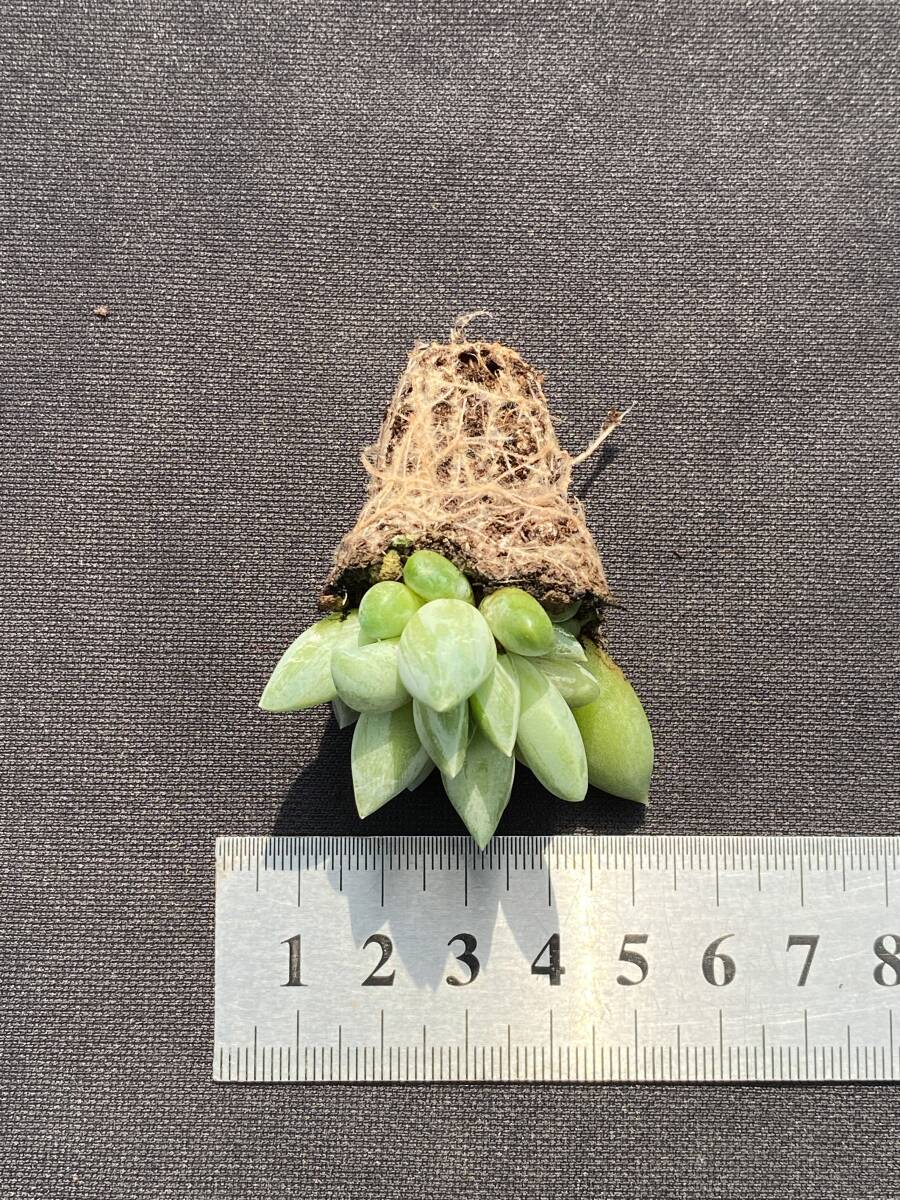 K136 ウラクラ 105苗多肉植物 エケベリア サボテン 観葉植物 花 園芸 レア種 土と根付き(中古)のオークション落札情報