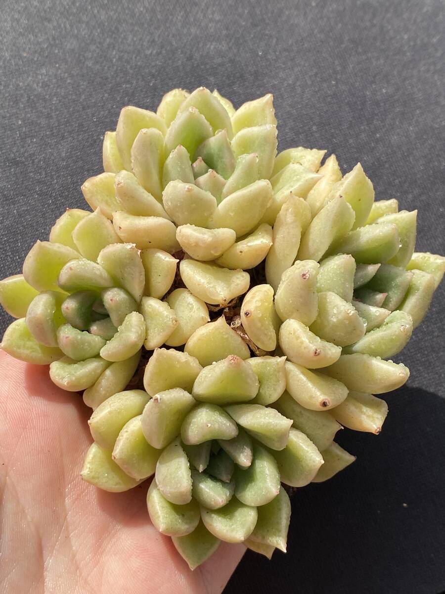 Yahoo!オークション - L50 50苗多肉植物 エケベリアサボテン 観葉植物 ...