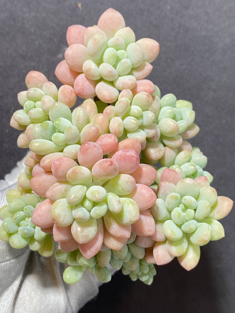 Yahoo!オークション - P58ユーズージャン35苗多肉植物 エケベリアサボ...