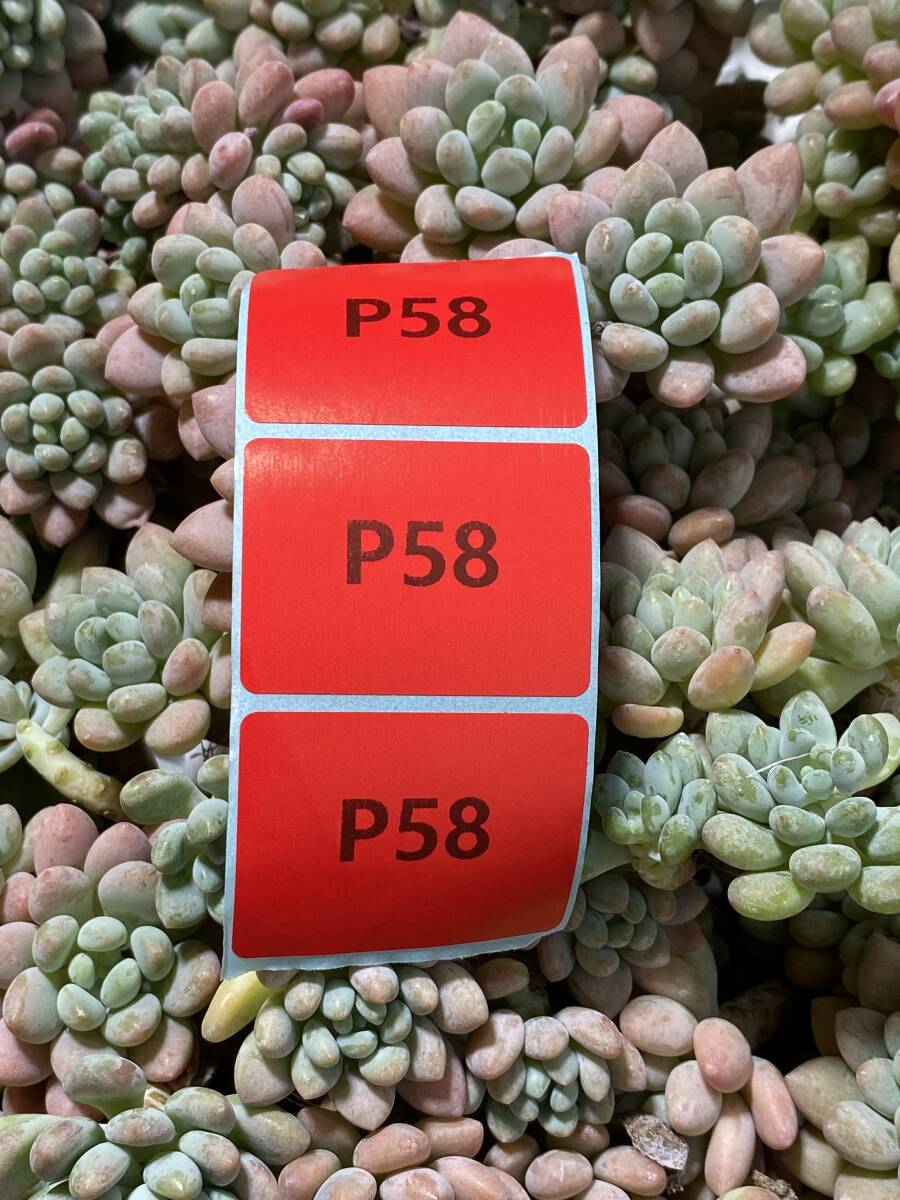 Yahoo!オークション - P58ユーズージャン35苗多肉植物 エケベリアサボ...