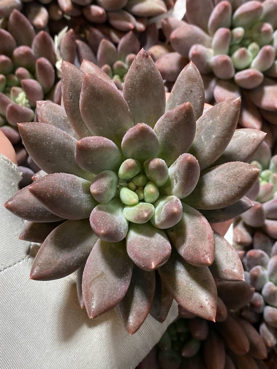 Yahoo!オークション - P72ホンチンティン24苗多肉植物 エケベリアサボ...