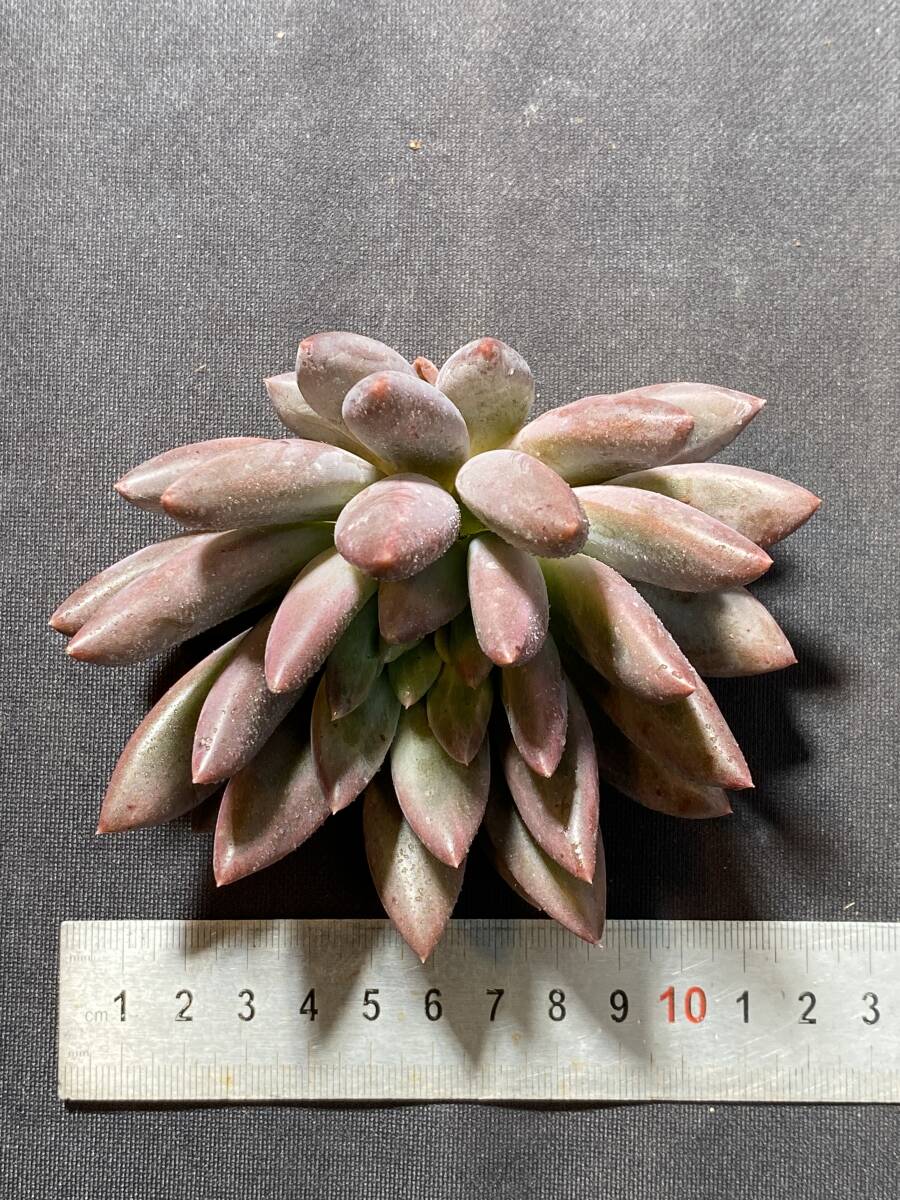 Yahoo!オークション - P72ホンチンティン24苗多肉植物 エケベリアサボ...