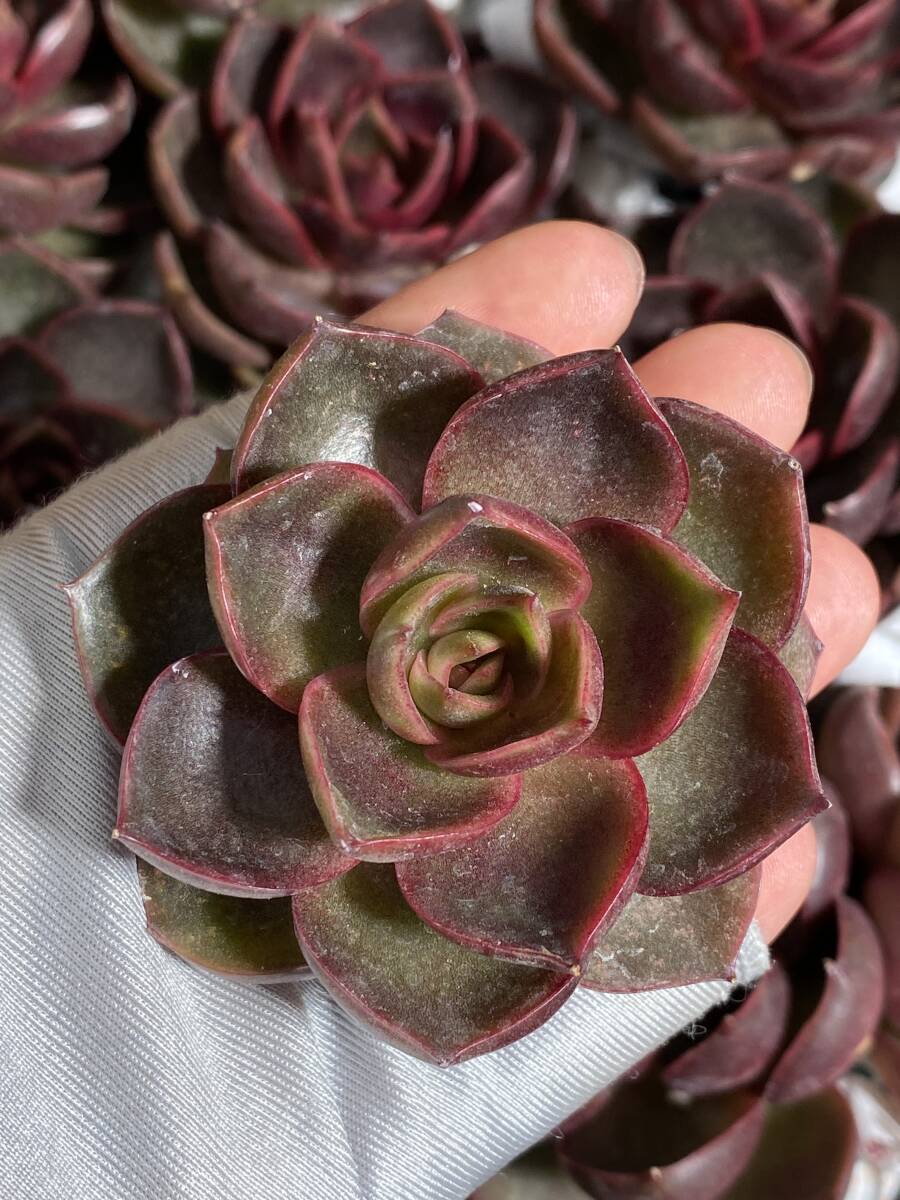 Yahoo!オークション - P102シャオホンデン50苗多肉植物 エケベリアサボ...