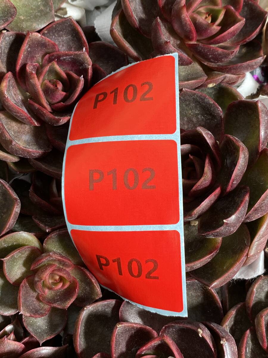 Yahoo!オークション - P102シャオホンデン50苗多肉植物 エケベリアサボ...