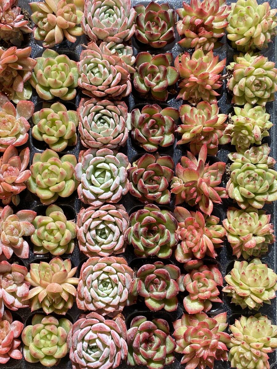 Yahoo!オークション - 105株セット R115&NT21多肉植物 エケベリアミッ...