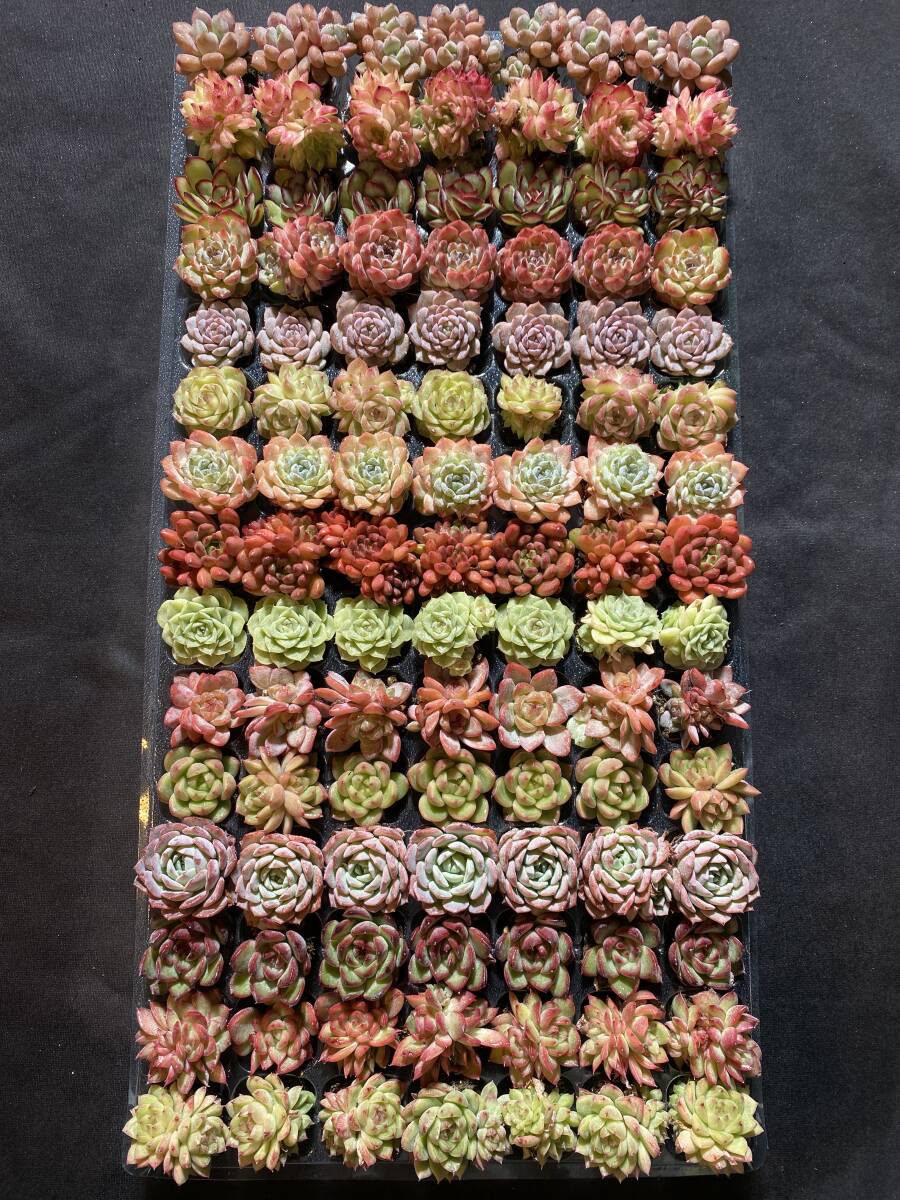 Yahoo!オークション - 105株セット R118&NT21多肉植物 エケベリアミッ...
