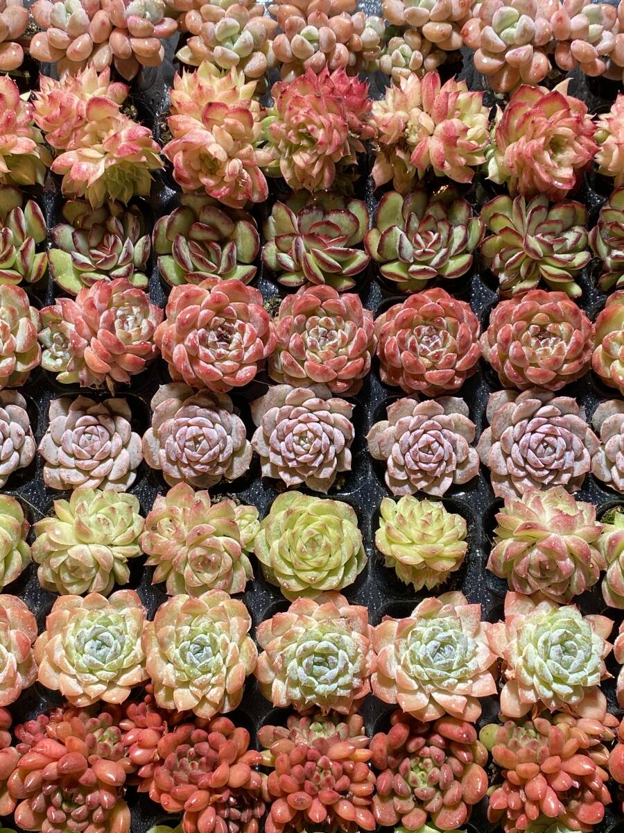 Yahoo!オークション - 105株セット R128&NT21多肉植物 エケベリアミッ...