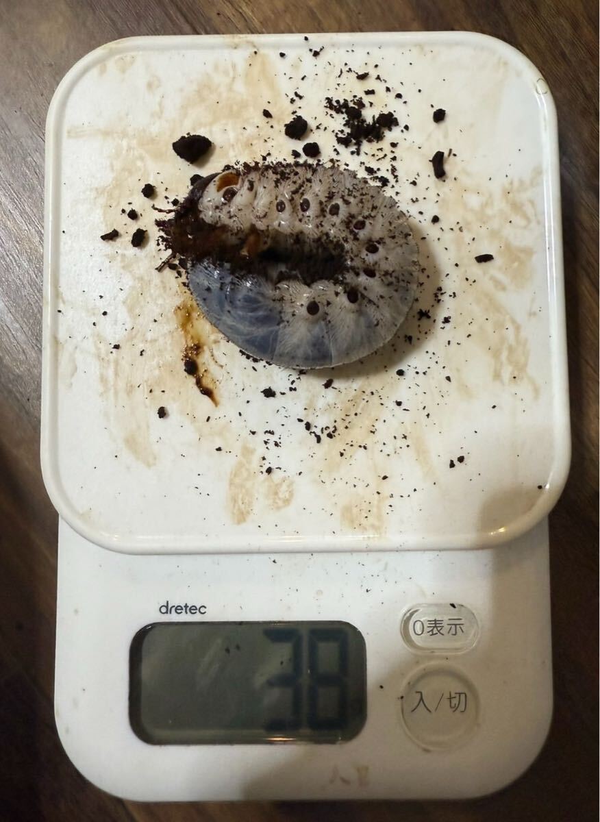 Yahoo!オークション - レックスゾウカブト アクティオンゾウカブト ウ...