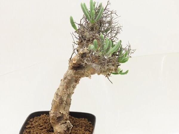 Yahoo!オークション - [Y123]reticulatus レティキュラーツス 万物想 ...