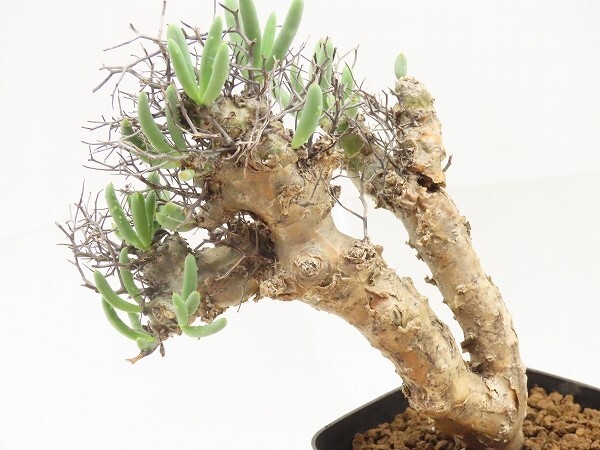 Yahoo!オークション - [Y123]reticulatus レティキュラーツス 万物想 ...