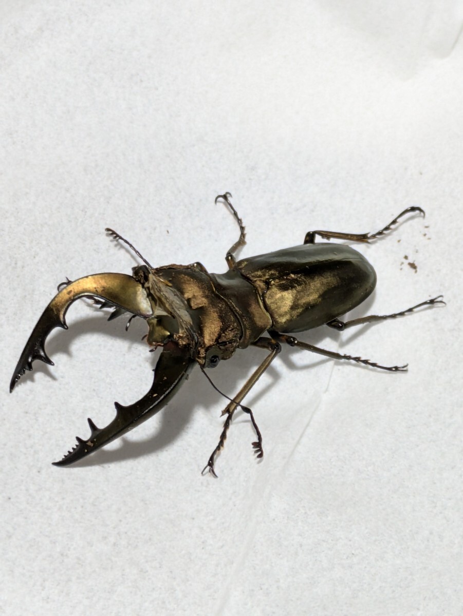 Yahoo!オークション - スペキオススホソアカクワガタ マライタ WF2 ♂1...