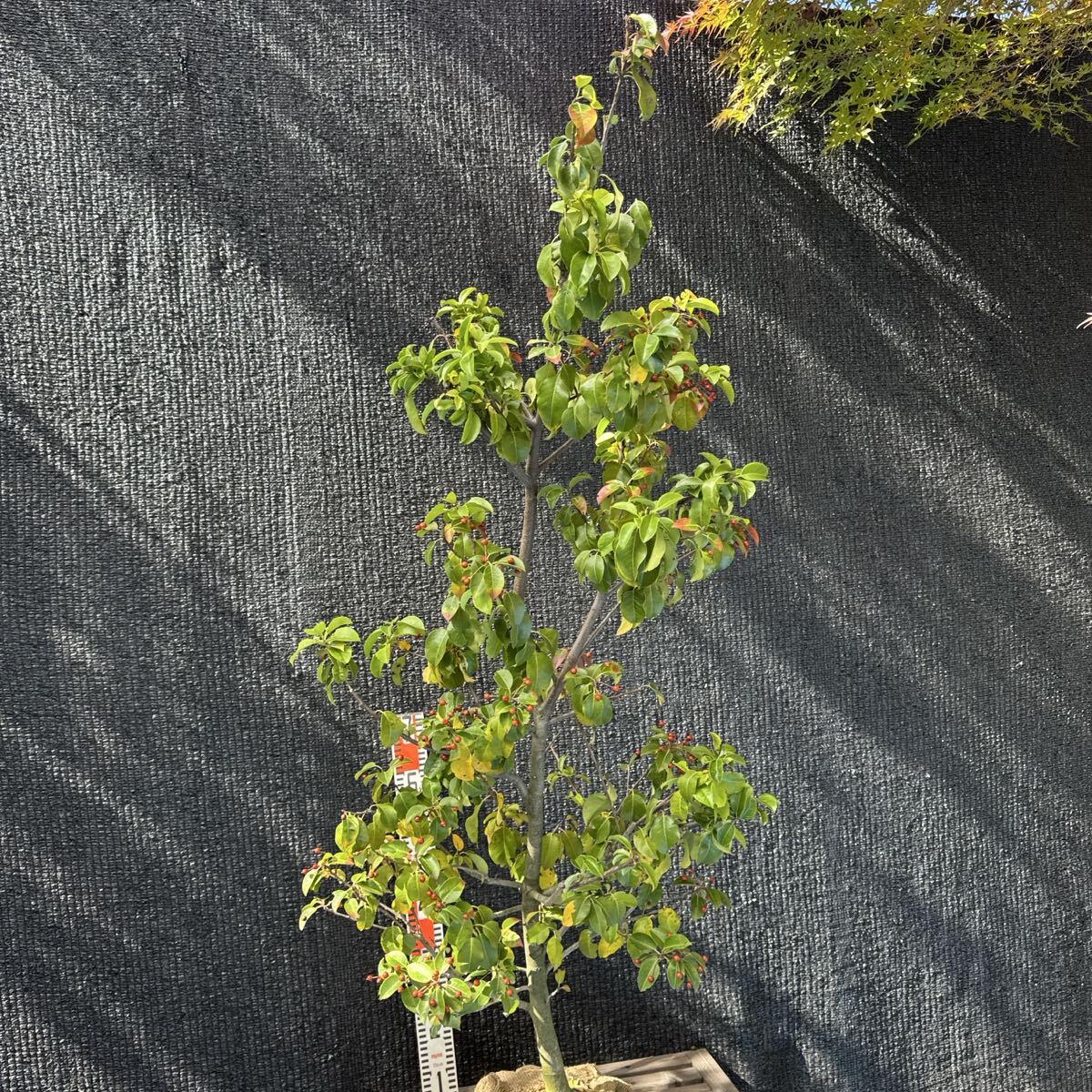 Yahoo!オークション - ソヨゴ メス 大株 【品番3429】