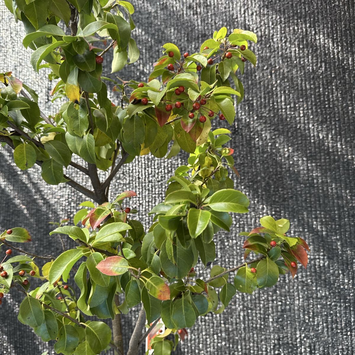 Yahoo!オークション - ソヨゴ メス 大株 【品番3429】