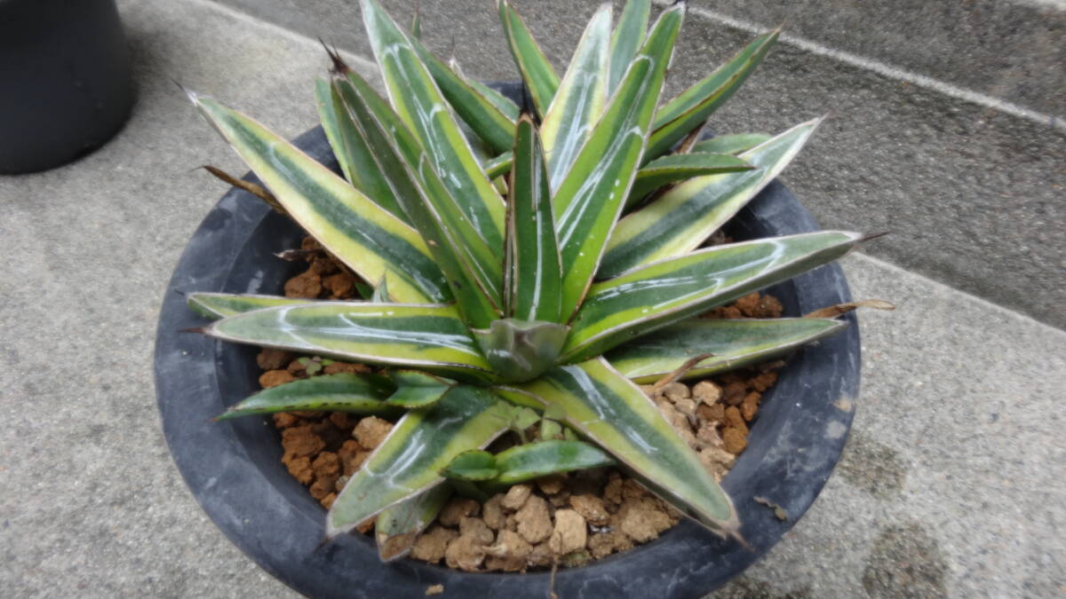 Yahoo!オークション - 『サボテン・多肉植物』アガベ・黄斑笹の雪