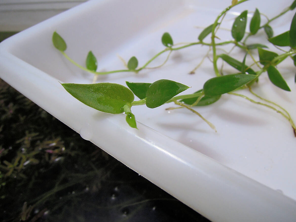 Yahoo!オークション - 1027ラフィドフォラのSET3種類