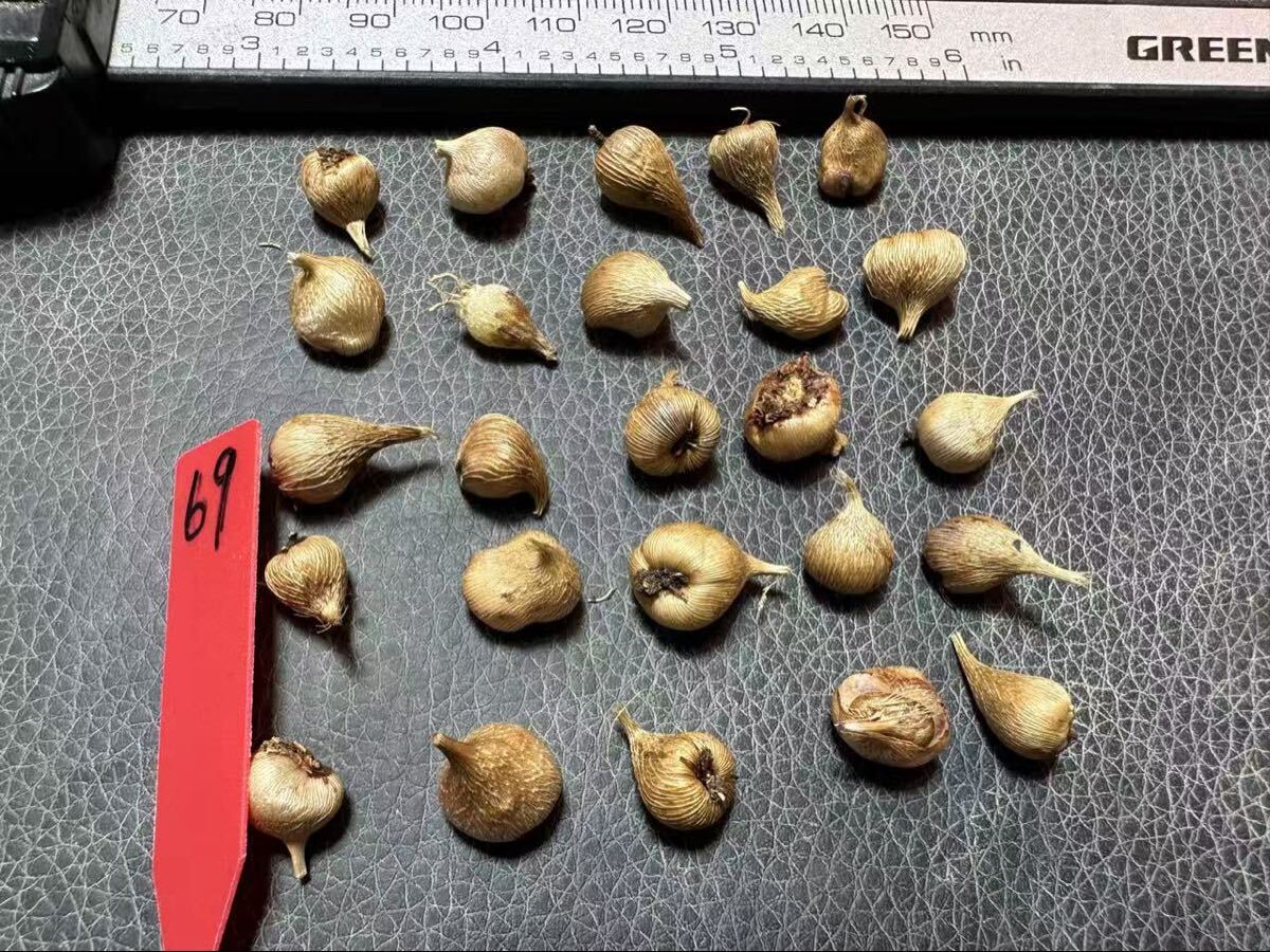 Yahoo!オークション - 69 多肉植物 Ixia viridiflora25本 輸入品 抜き...