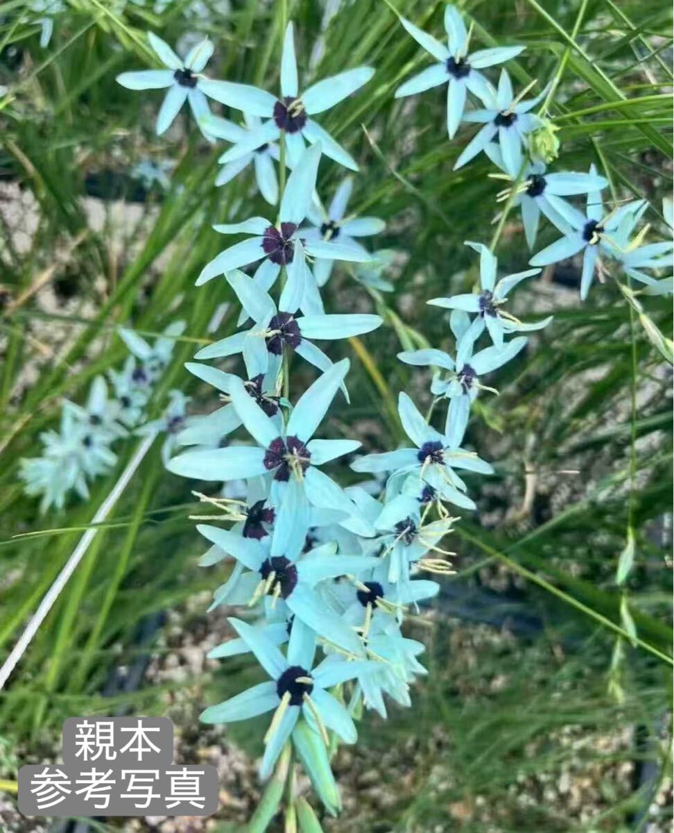 Yahoo!オークション - 69 多肉植物 Ixia viridiflora25本 輸入品 抜き...