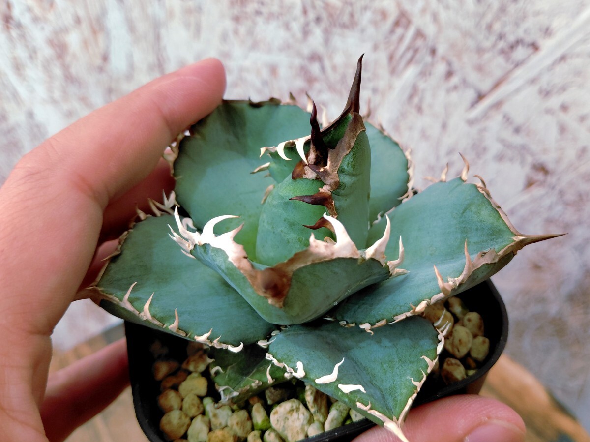 Yahoo!オークション - 現品28 アガベ オテロイ実生 青白 サイド強 ジャ...