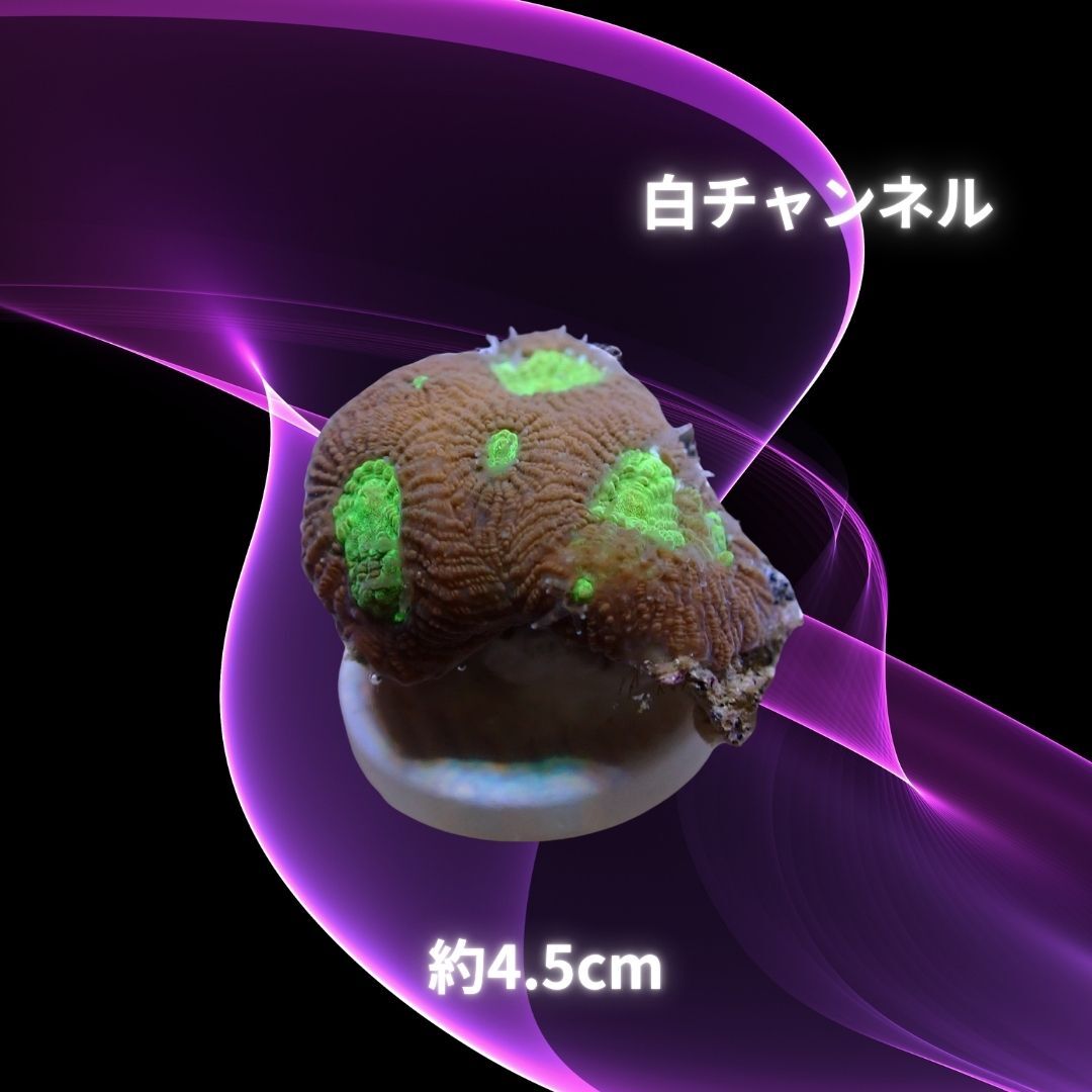 Yahoo!オークション - 【CoralHunt】B403 キクメイシ ダークブラウン×...