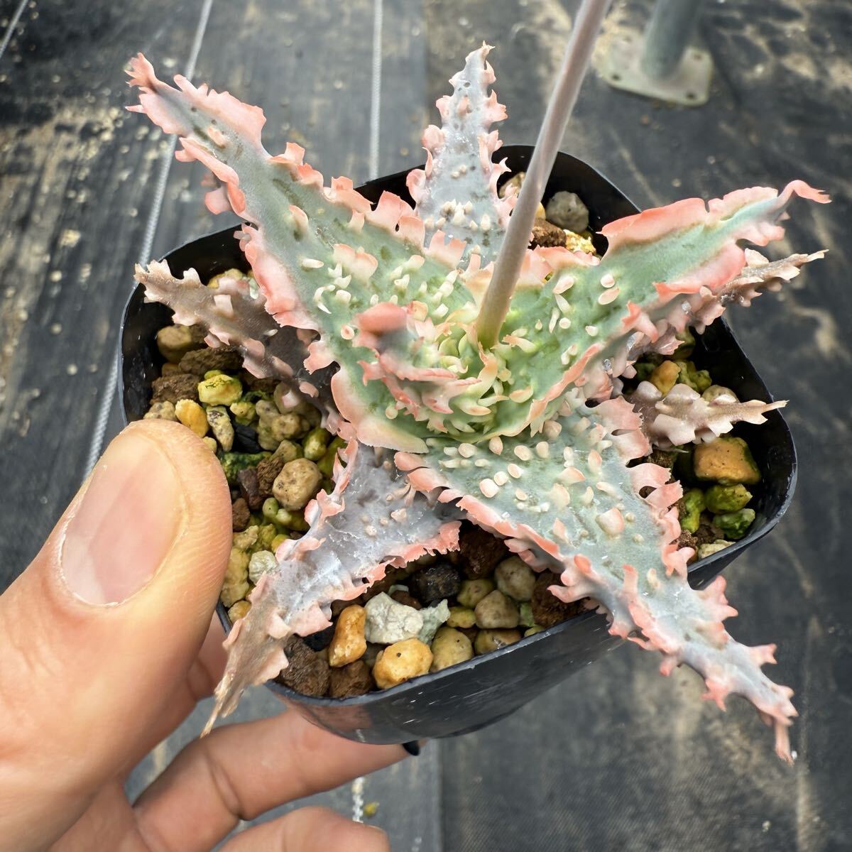 Yahoo!オークション - 19 Aloe hyb アロエ ハイブリッド 実生未繁殖苗...