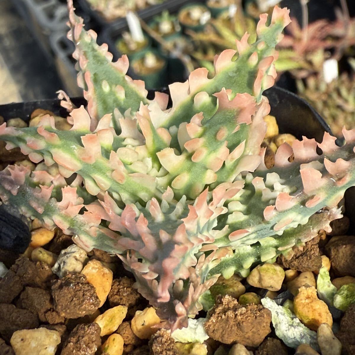 Yahoo!オークション - 16 Aloe hyb アロエ ハイブリッド 実生未繁殖苗...