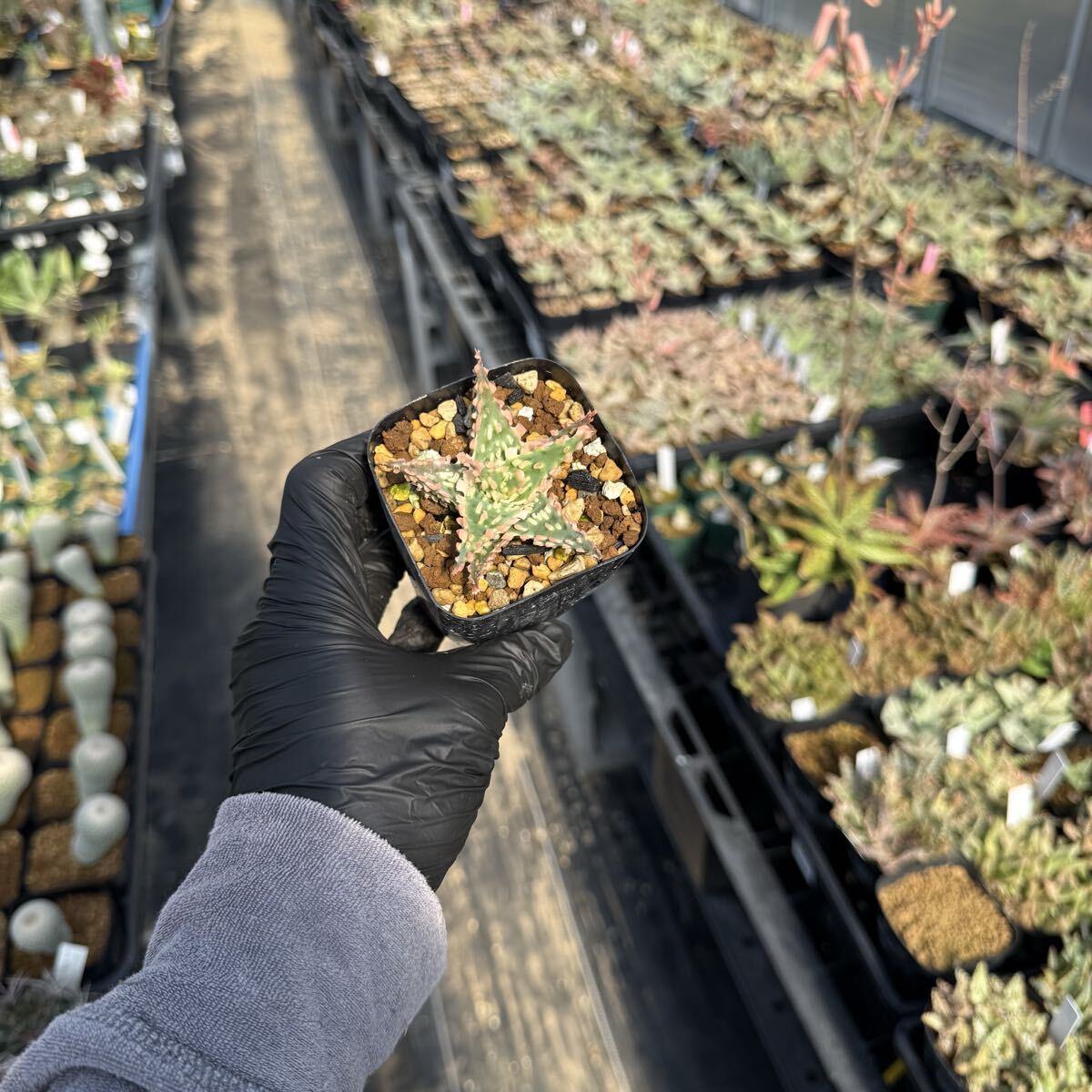 Yahoo!オークション - 16 Aloe hyb アロエ ハイブリッド 実生未繁殖苗...