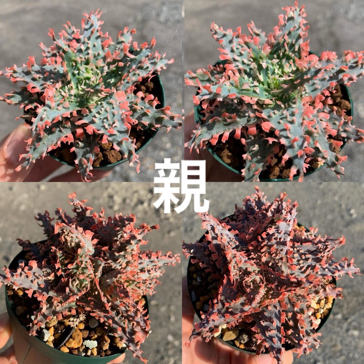 Yahoo!オークション - Aloe hyb 18 アロエ ハイブリッド カキコ発根済...