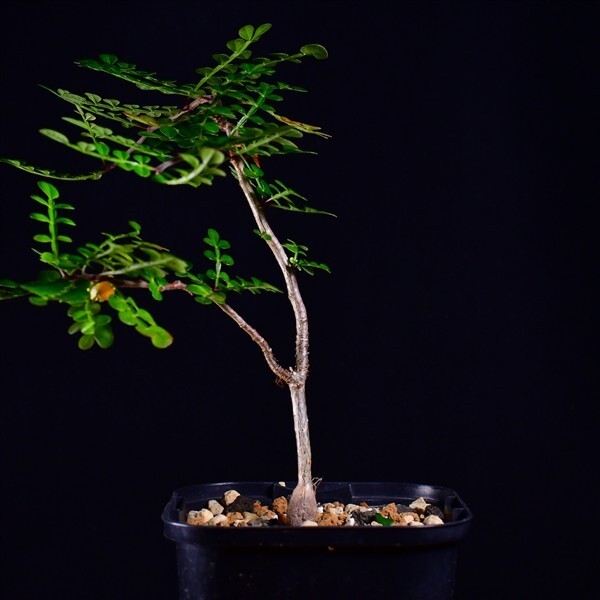 Yahoo!オークション - 3XB 実生 オペルクリカリア・デカリー Operculic...