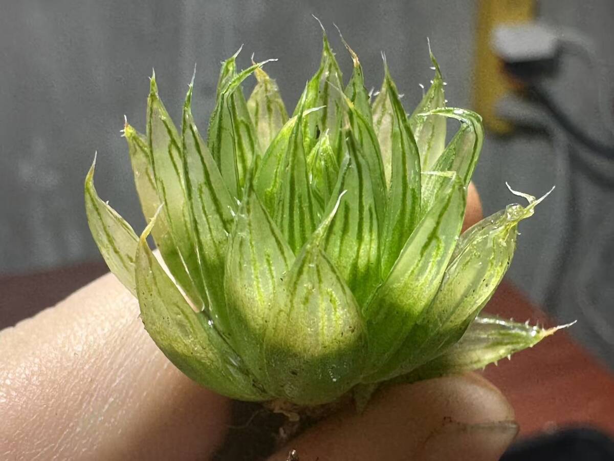 Yahoo!オークション - F64 多肉植物 ハオルチア Haworthia 原種 超美品...