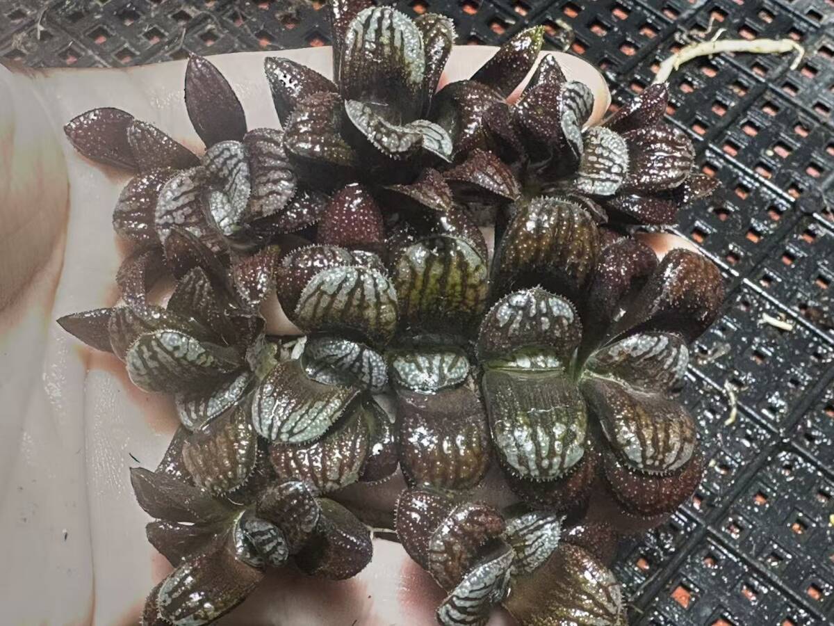 Yahoo!オークション - G47 多肉植物 ハオルチア 実生寿 超美品 10株セ...