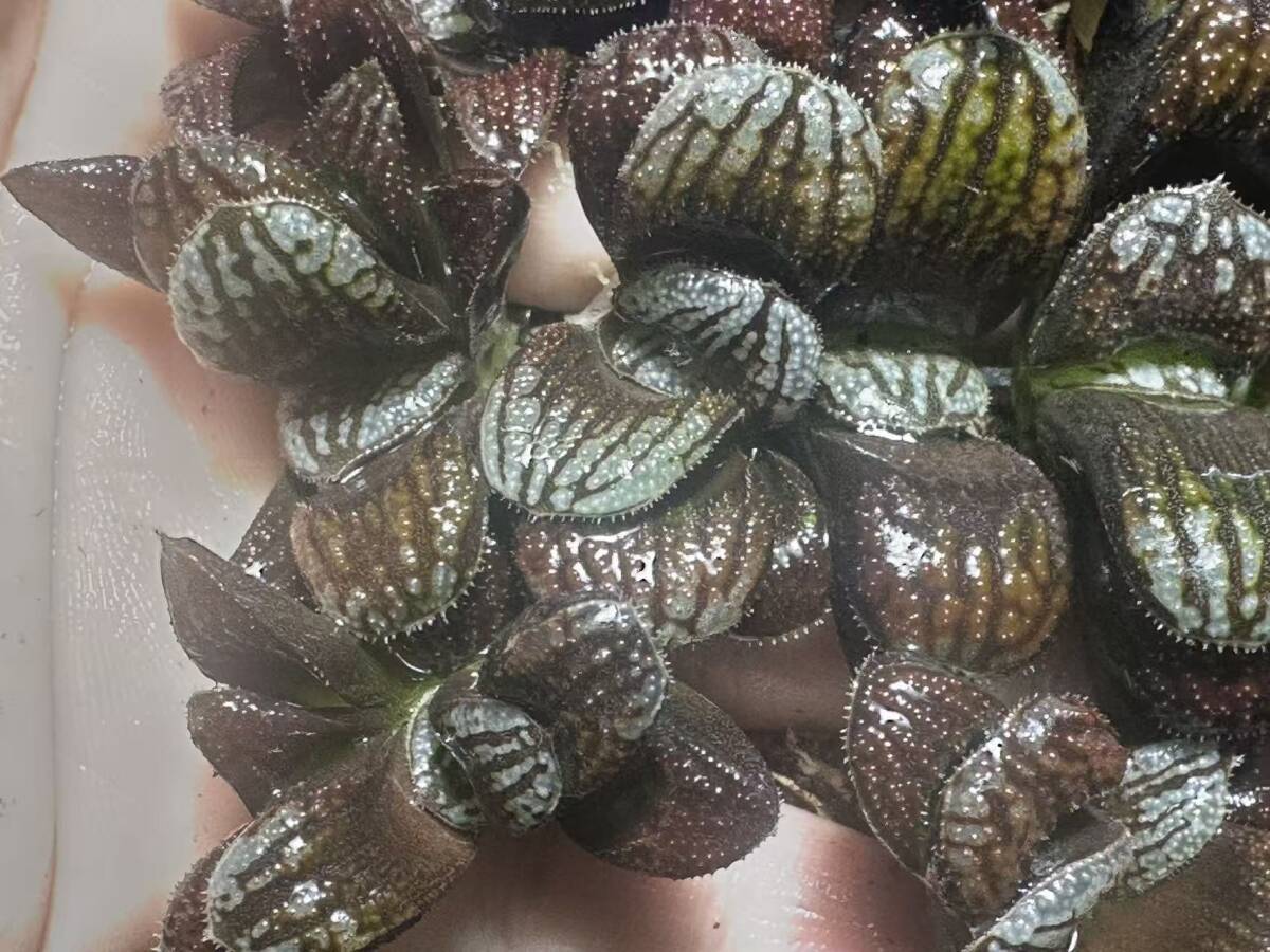 Yahoo!オークション - G47 多肉植物 ハオルチア 実生寿 超美品 10株セ...