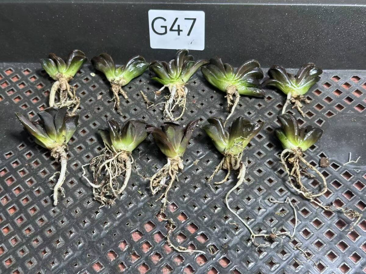 Yahoo!オークション - G47 多肉植物 ハオルチア 実生寿 超美品 10株セ...
